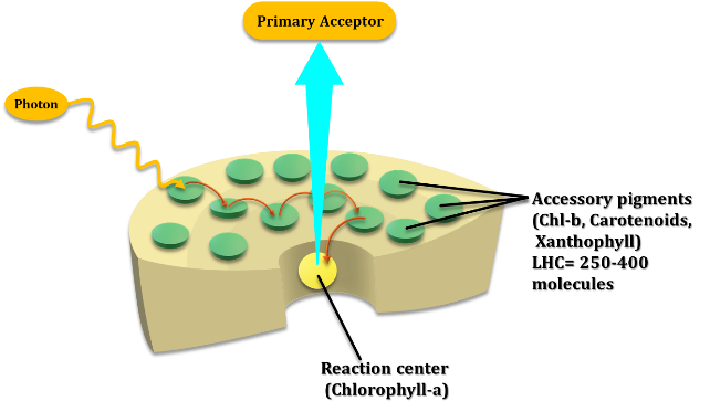 Mechanism of Photosynthesis| Light and Dark Reactions